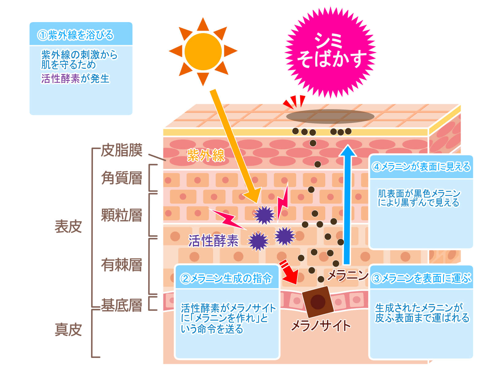 日焼けをきれいにするコツ!人気のサンオイルや効果・選び方を紹介!